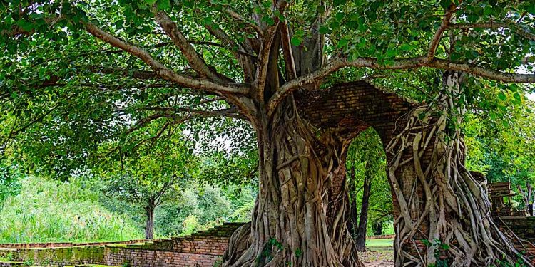 The Gateless Gate and the door of Mu!: “Does a dog have Buddha Nature ...